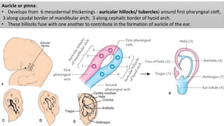 Development of ear | PPTX
