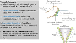 Development of ear | PPTX