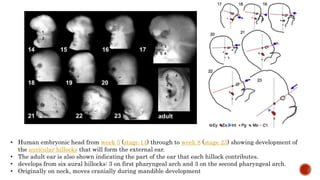 development of ear & eye.pptx