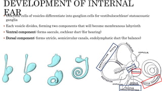 development of ear & eye.pptx