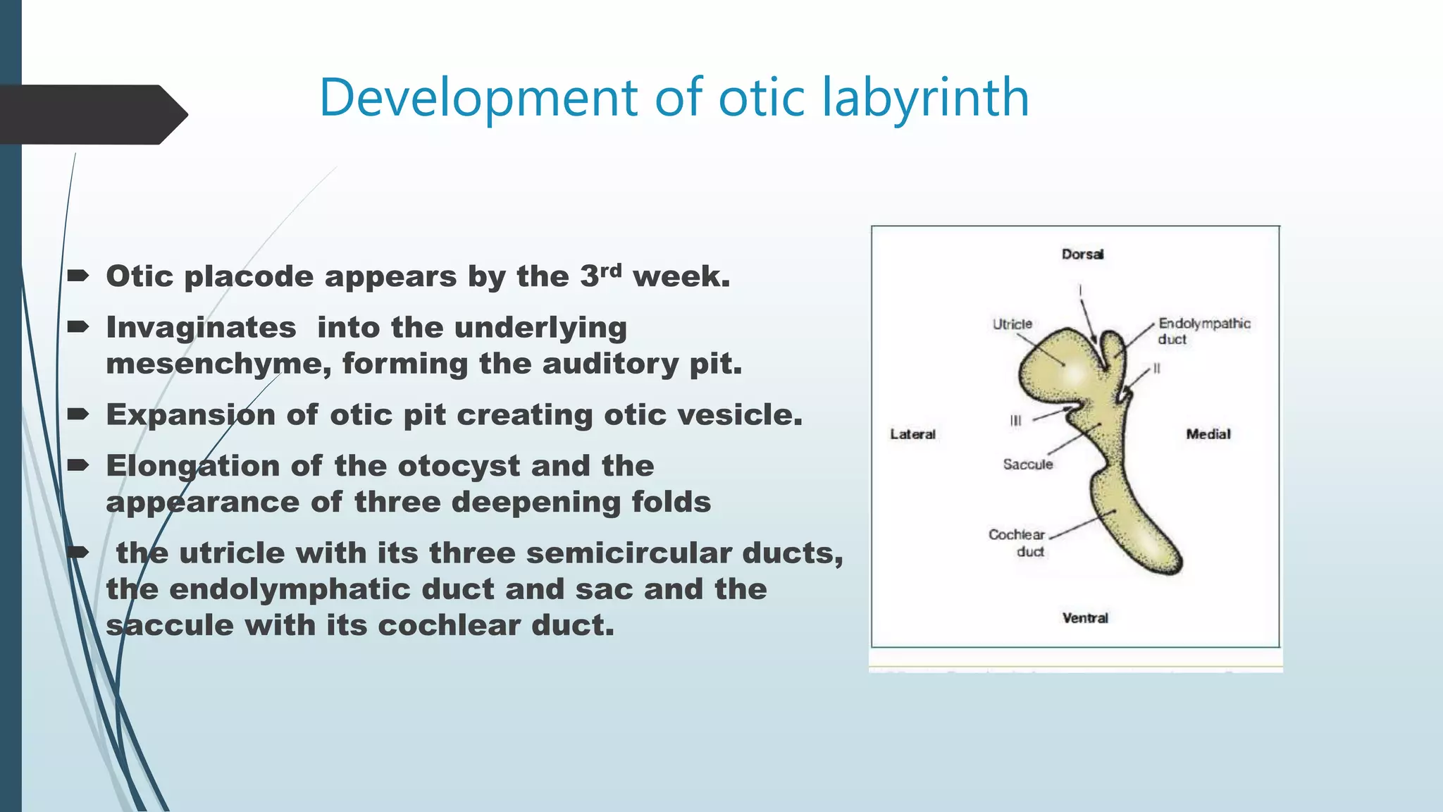 Development of ear ppt | PPTX