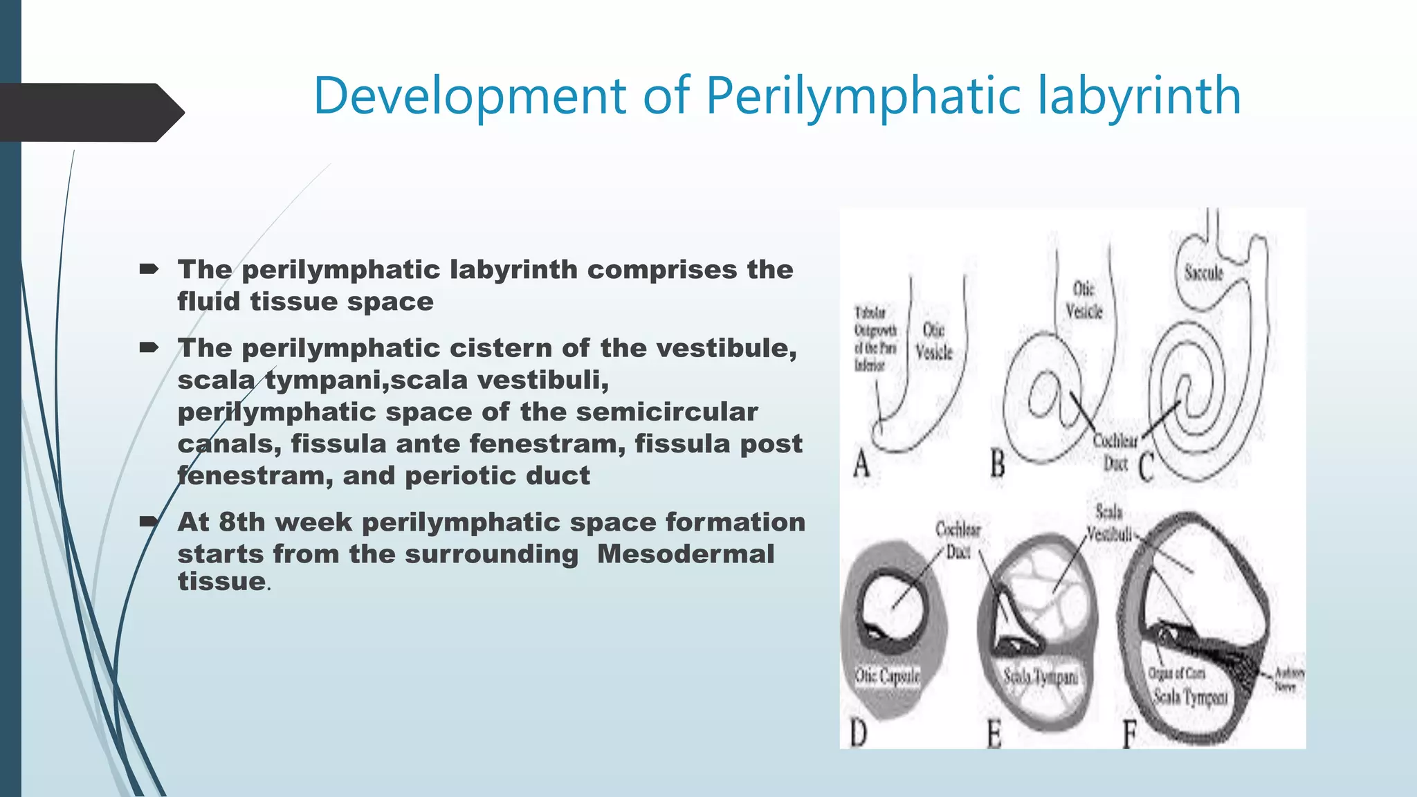 Development of ear ppt | PPTX