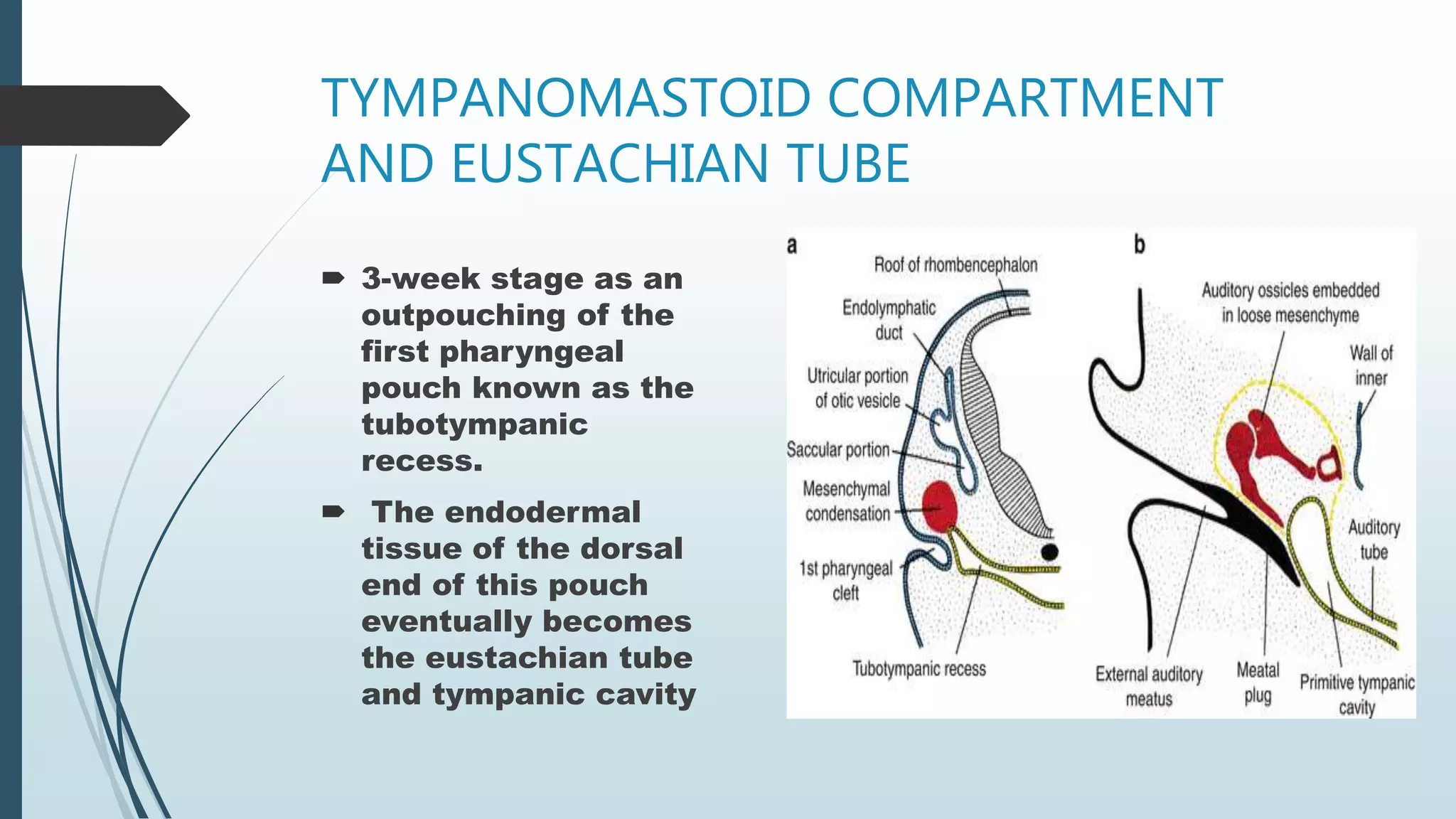 Development of ear ppt | PPTX