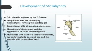 Development of ear ppt | PPTX