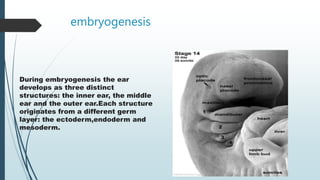 Development of ear ppt | PPTX