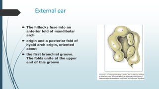 Development of ear ppt | PPTX
