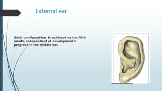 Development of ear ppt | PPTX