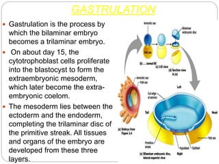 Development of embryo | PPTX