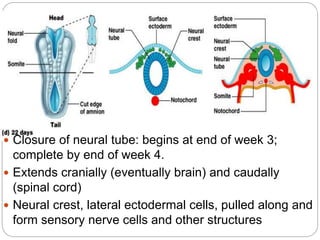 Development of embryo | PPTX