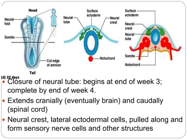 Development of embryo | PPTX | Infertility | Reproductive Health