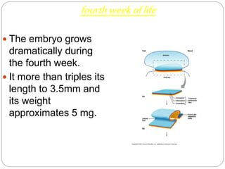 Development of embryo | PPTX