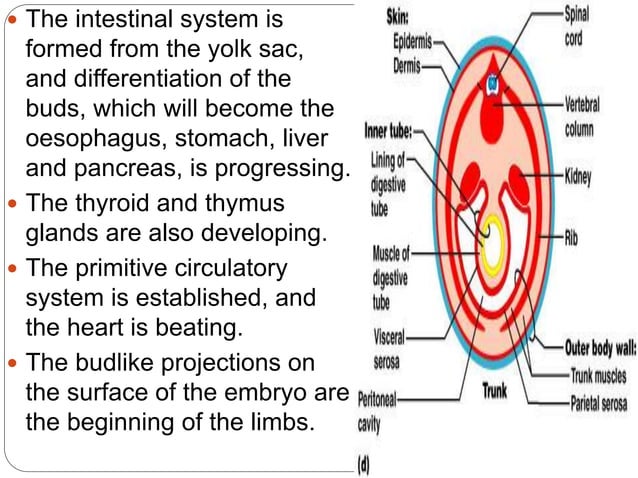 Development of embryo | PPTX | Infertility | Reproductive Health