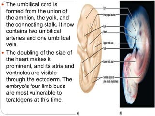 Development of embryo | PPTX