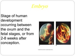 Development of embryo | PPTX