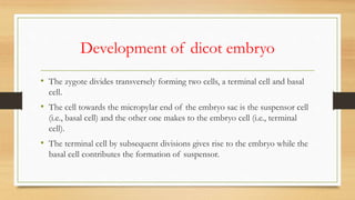 Development of embryo/class12 biology | PPTX | Biological Sciences ...