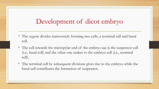 Development of embryo/class12 biology | PPTX | Biological Sciences ...
