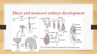Development of embryo/class12 biology | PPTX | Biological Sciences | Science