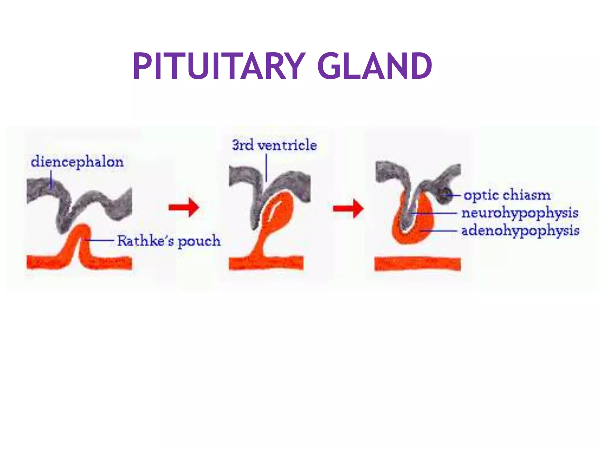 Development of endocrine system | PPTX