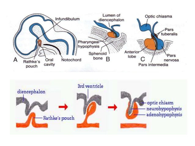 Development of endocrine system