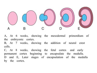 Embryology Development of endocrine system.pptx