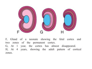Embryology Development of endocrine system.pptx