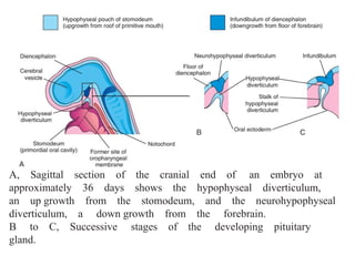 Embryology Development of endocrine system.pptx