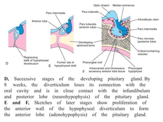 Embryology Development of endocrine system.pptx