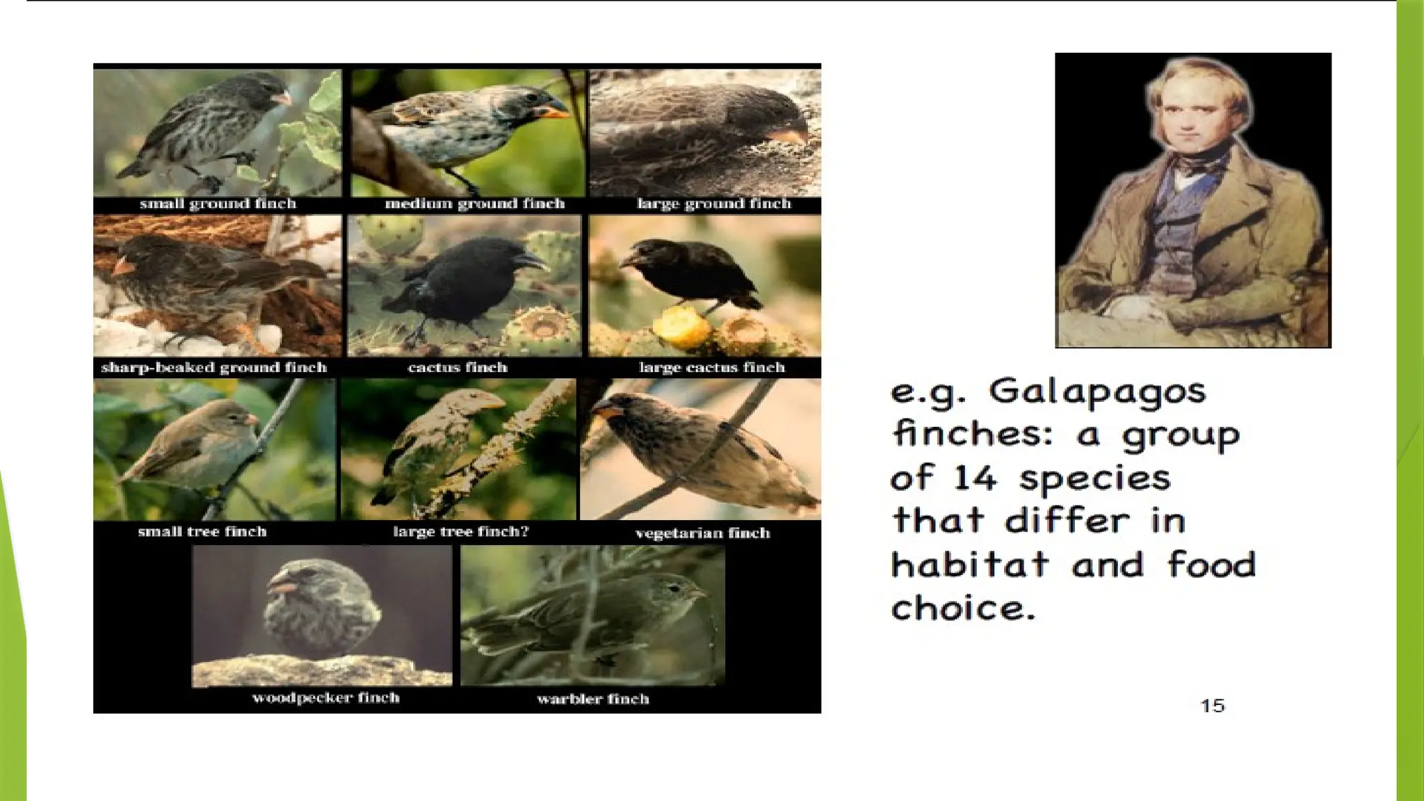 DEVELOPMENT OF EVOLUTIONARY THOUGHT.pptx