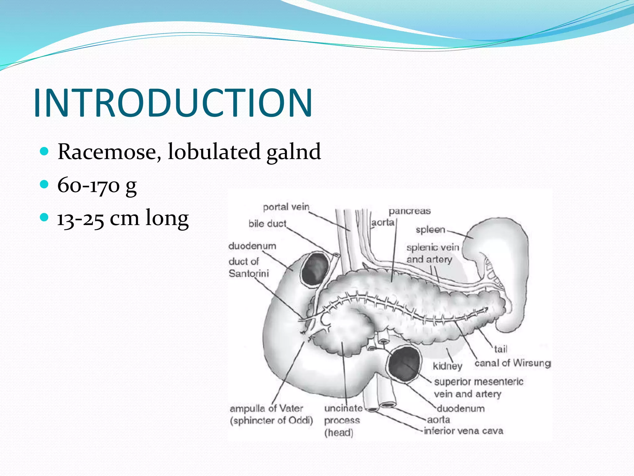 DEVELOPMENT OF EXOCRINE PANCREAS | PPTX