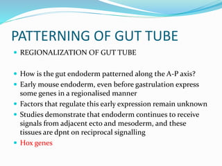 DEVELOPMENT OF EXOCRINE PANCREAS | PPTX