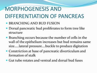 DEVELOPMENT OF EXOCRINE PANCREAS | PPTX