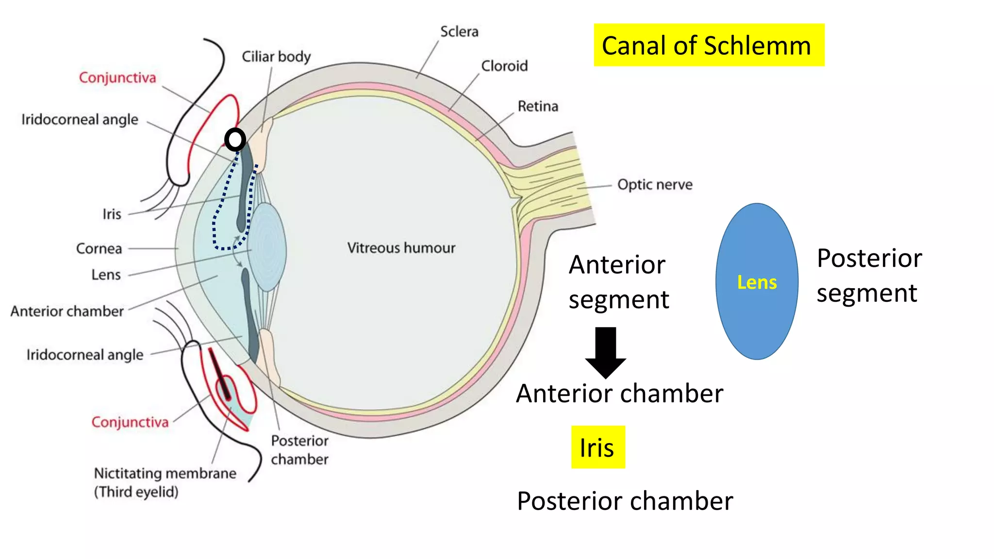 Development of eye. | PDF