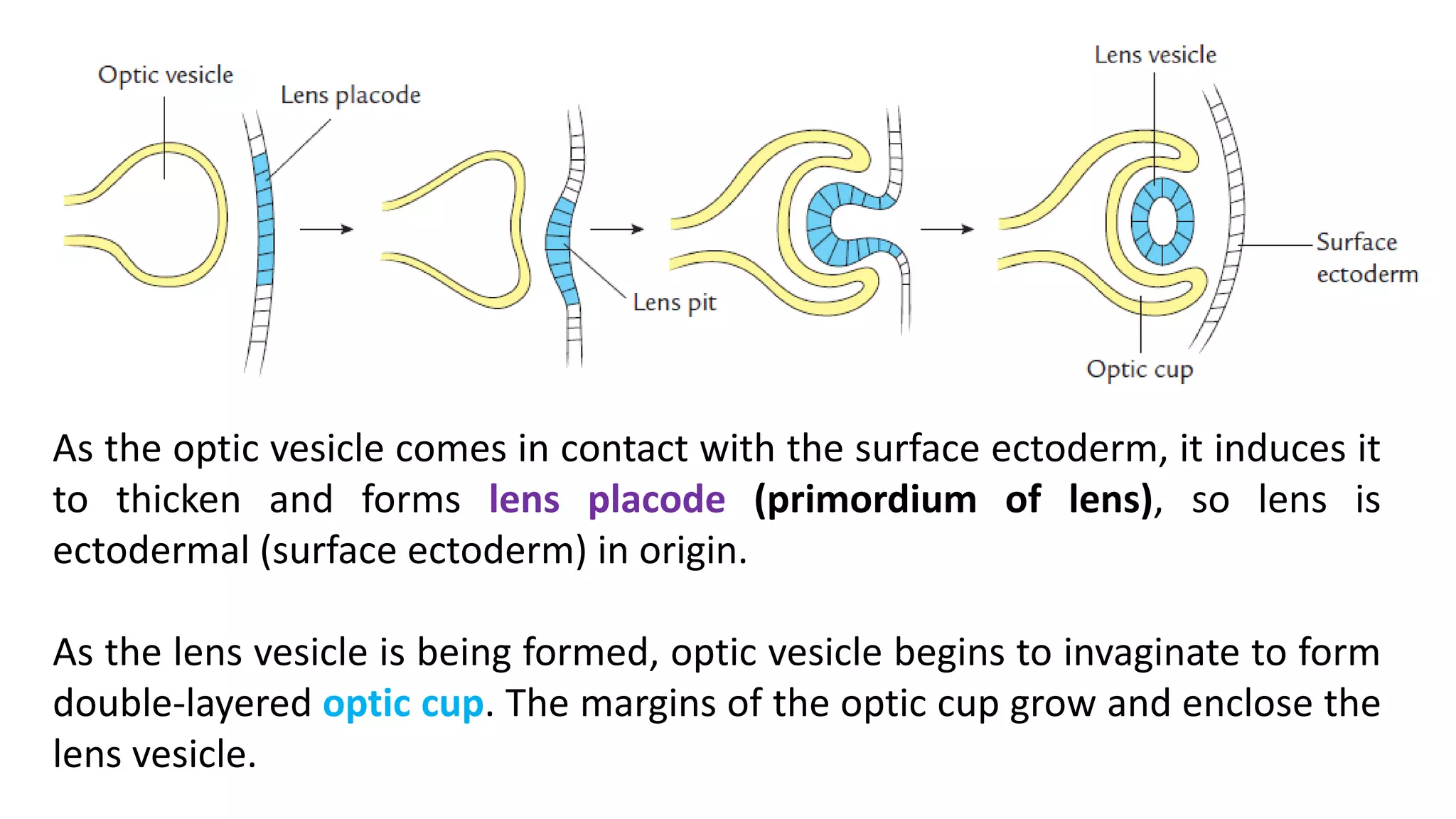 Development of eye. | PDF