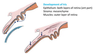 Development of eye. | PDF