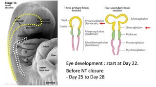 Development of eye. | PDF