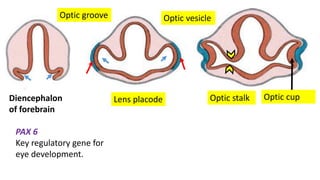 Development of eye. | PDF