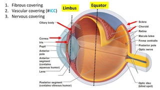 Development of eye. | PDF
