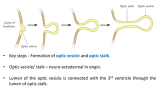 Development of eye. | PDF