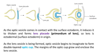 Development of eye. | PDF