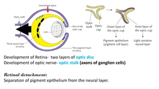 Development of eye. | PDF