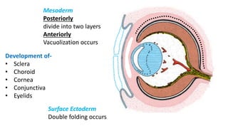 Development of eye. | PPT