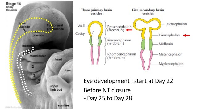 Development of eye.