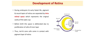 D evelopment of eye | PPTX | Eye and Vision Conditions | Diseases and ...