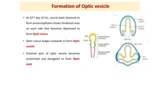 D evelopment of eye | PPTX