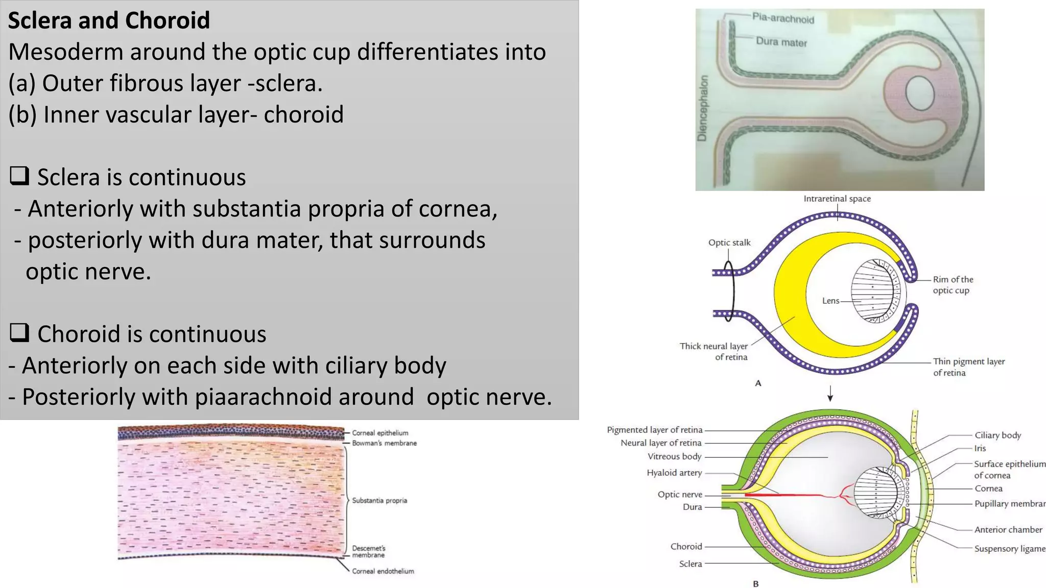 Development of eye | PPTX