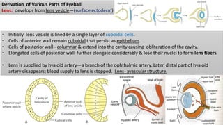 Development of eye | PPTX