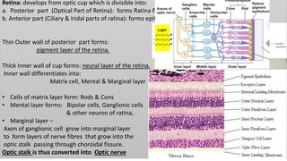 Development of eye | PPTX