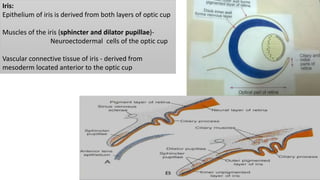 Development of eye | PPTX