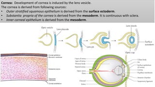 Development of eye | PPTX