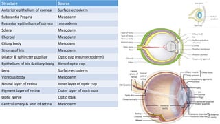Development of eye | PPTX